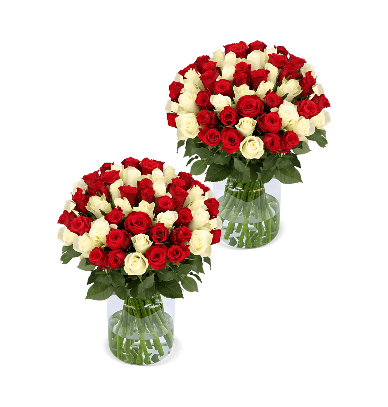 Rot Weisse Rose