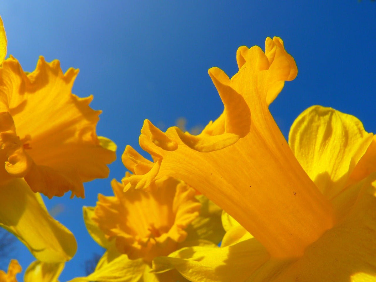 Blumen April - Diese Aprilblumen solltest du kennen