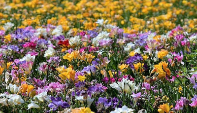 Blumen Im Marz