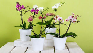 Bedeutung Der Orchidee