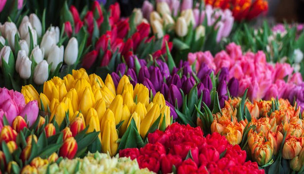 Bedeutung Von Tulpen