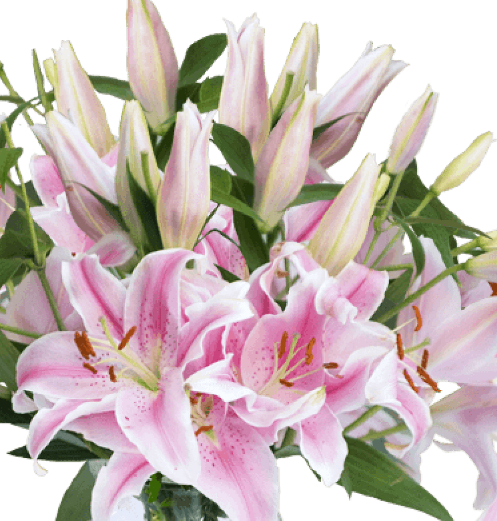 Schnittblumen online bestellen | BlumeIdeal.de